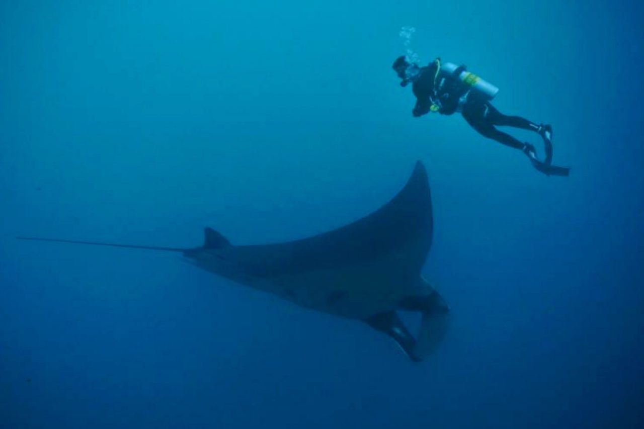 Diving with Giant Manta Rays - La Casa long-term Hostel